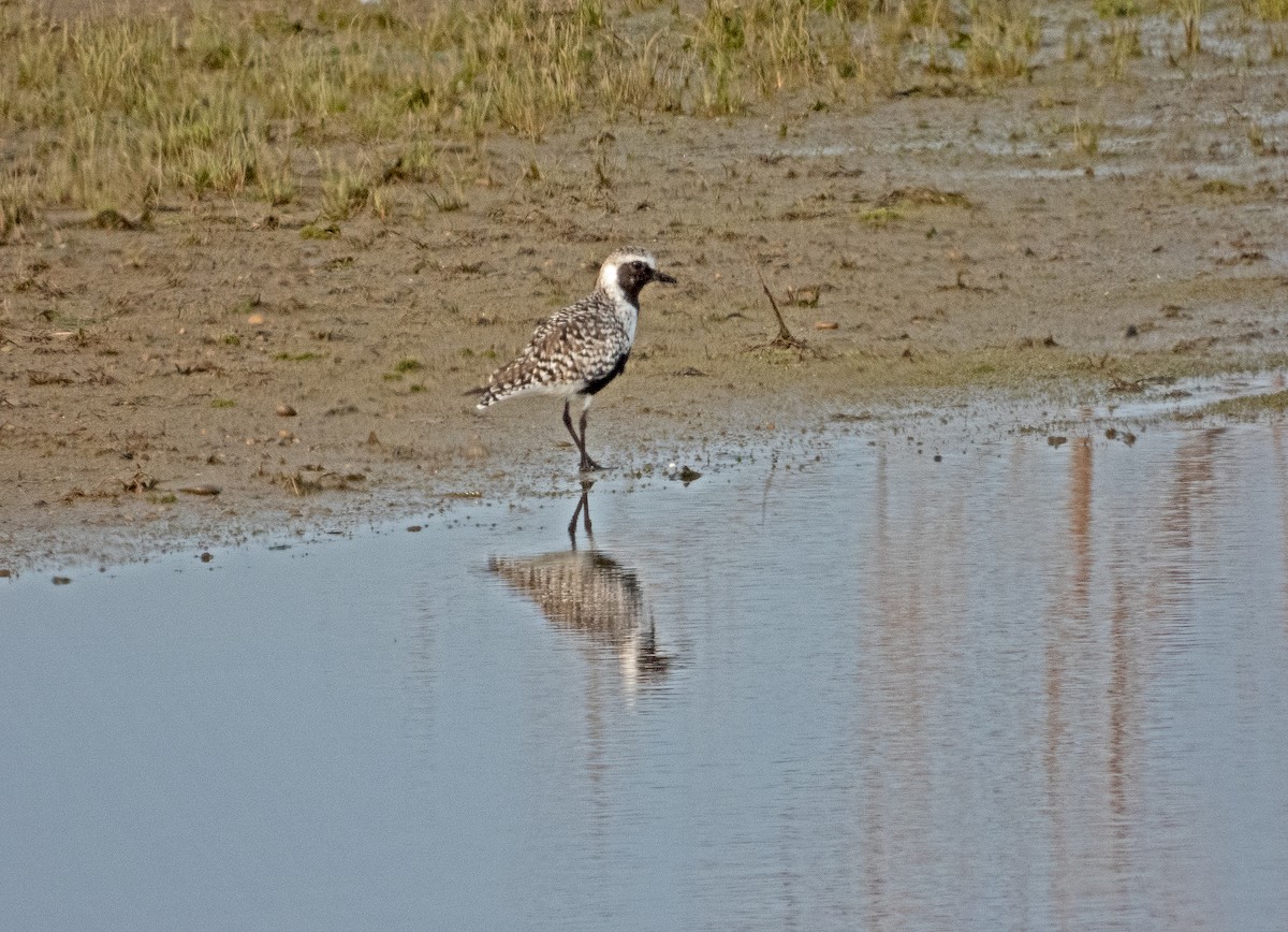 eBird Checklist - 10 May 2023 - Presque Isle SP--Gull Pt. - 65 species