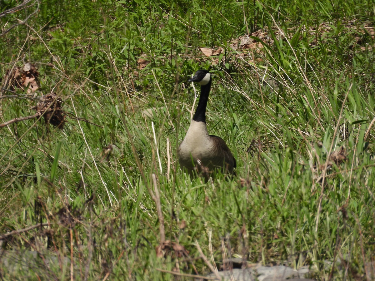 eBird Checklist - 10 May 2023 - Cornell Botanic Gardens--Comstock Knoll ...