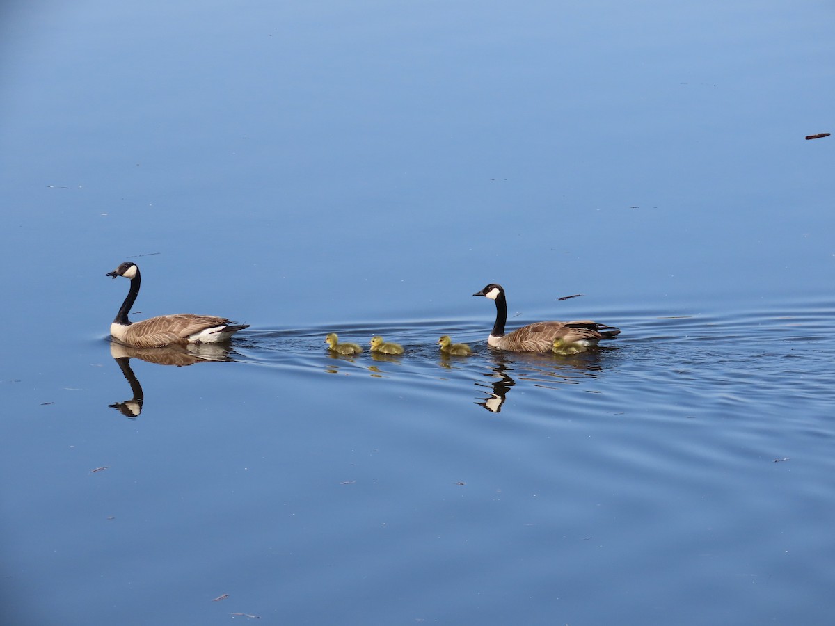 eBird Checklist - 10 May 2023 - Palmyra Cove Nature Park - 50 species