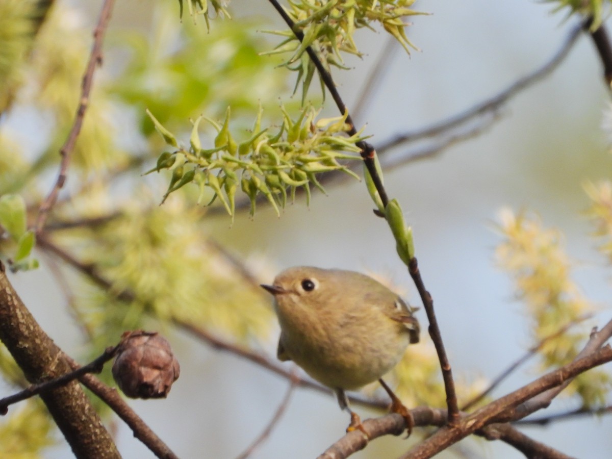 eBird Checklist - 10 May 2023 - Moraine SP--Burton Rd. - 44 species