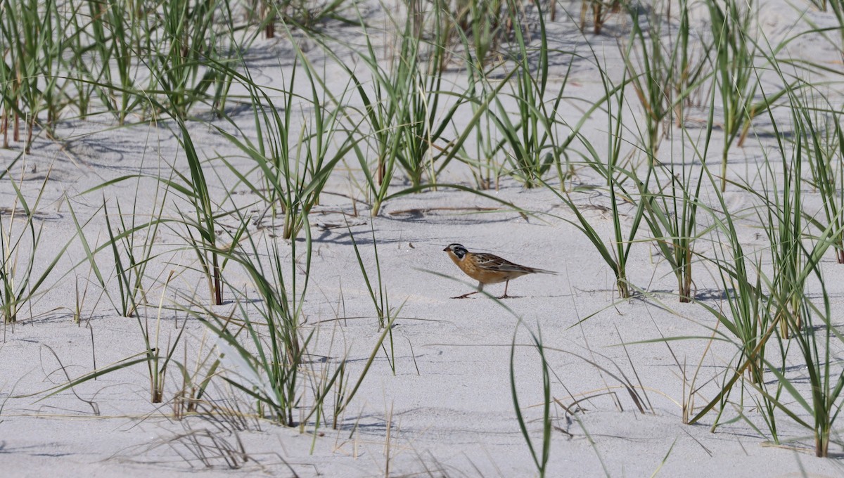 New York Breeding Bird Atlas Checklist - 9 May 2023 - Robert Moses SP ...