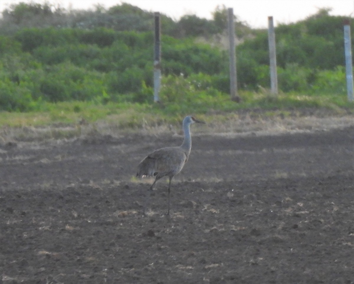 eBird Checklist - 10 May 2023 - Younger Lagoon, public lookout platform ...