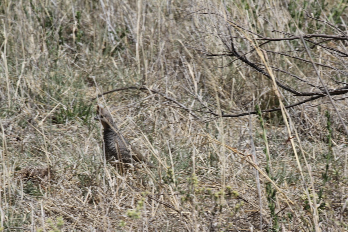 eBird Checklist - 6 May 2023 - Coronado National Forest, Hereford US-AZ ...