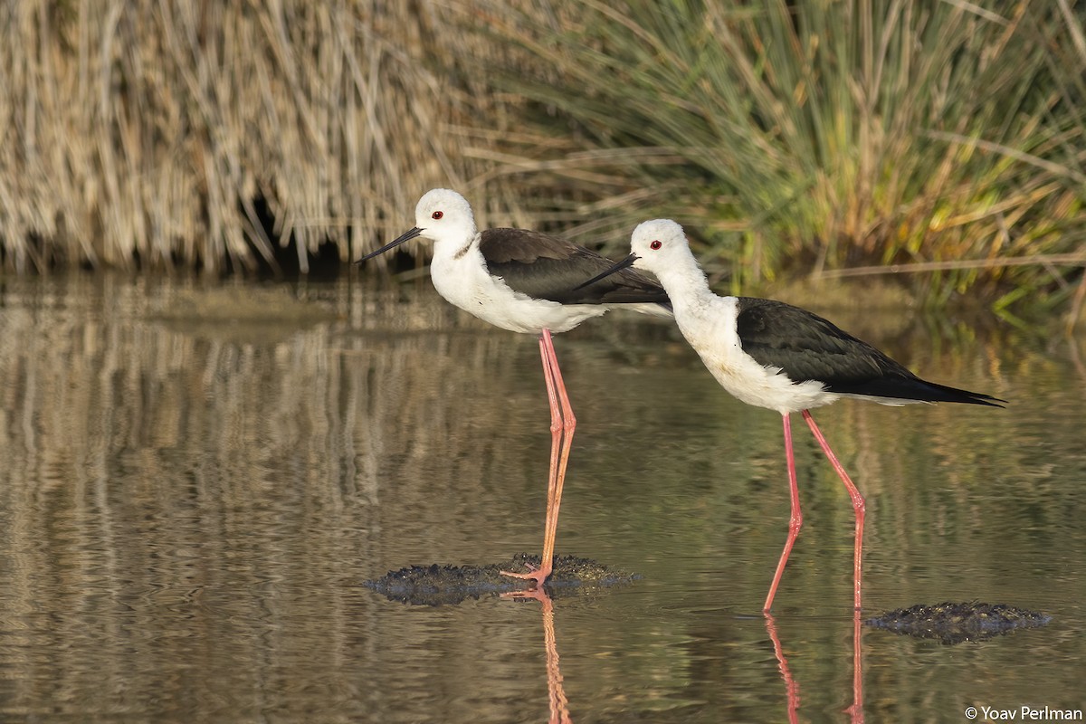 Israel Breeding Bird Atlas Checklist - 10 May 2023 - Hula Valley Nature ...