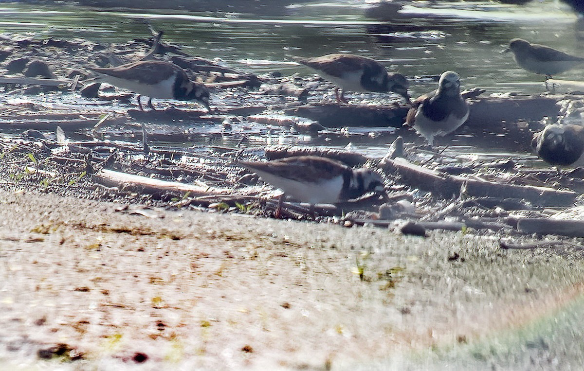 eBird Checklist - 10 May 2023 - Lake Byllesby (Goodhue Co.) - 34 ...
