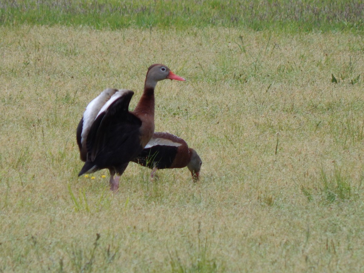 eBird Checklist - 9 May 2023 - Mingo NWR - 79 species
