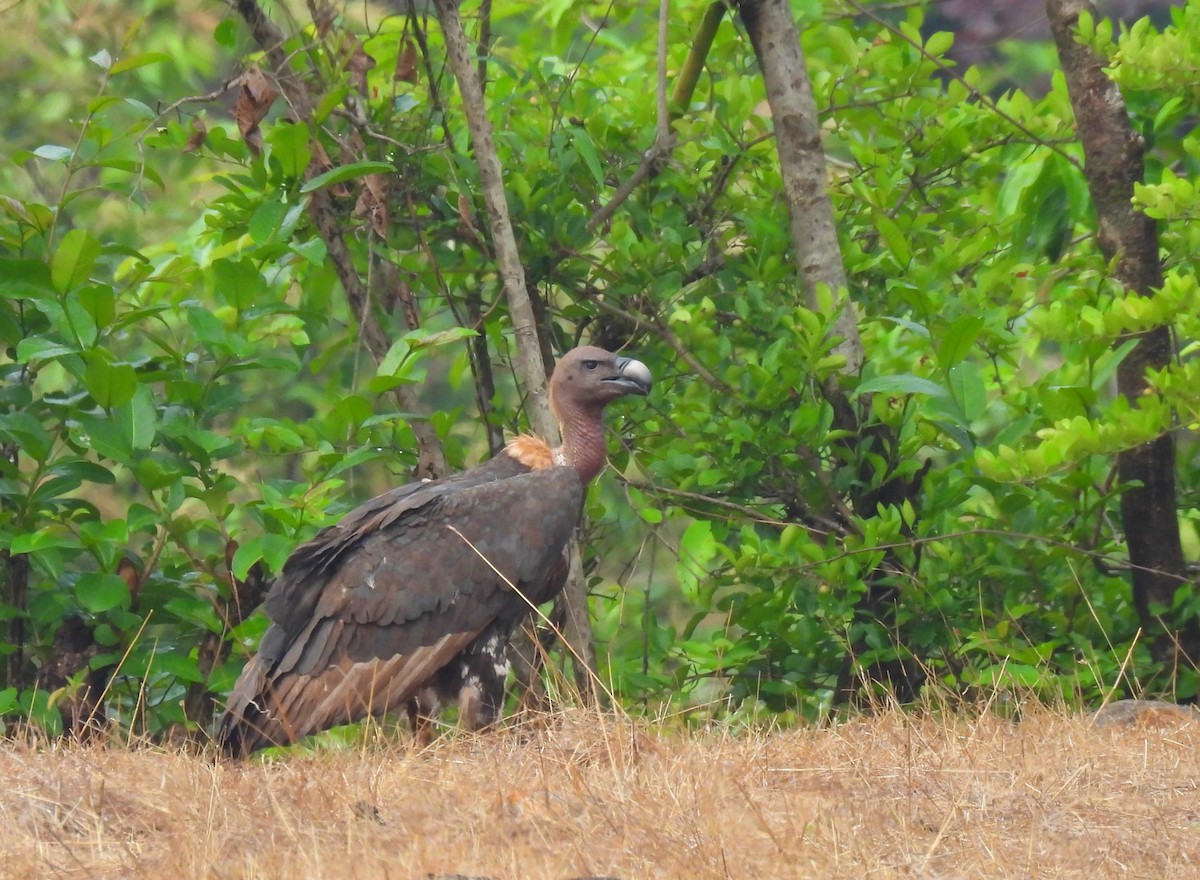 eBird Checklist - 7 May 2023 - Kelad, Velhe, Pune - 43 species
