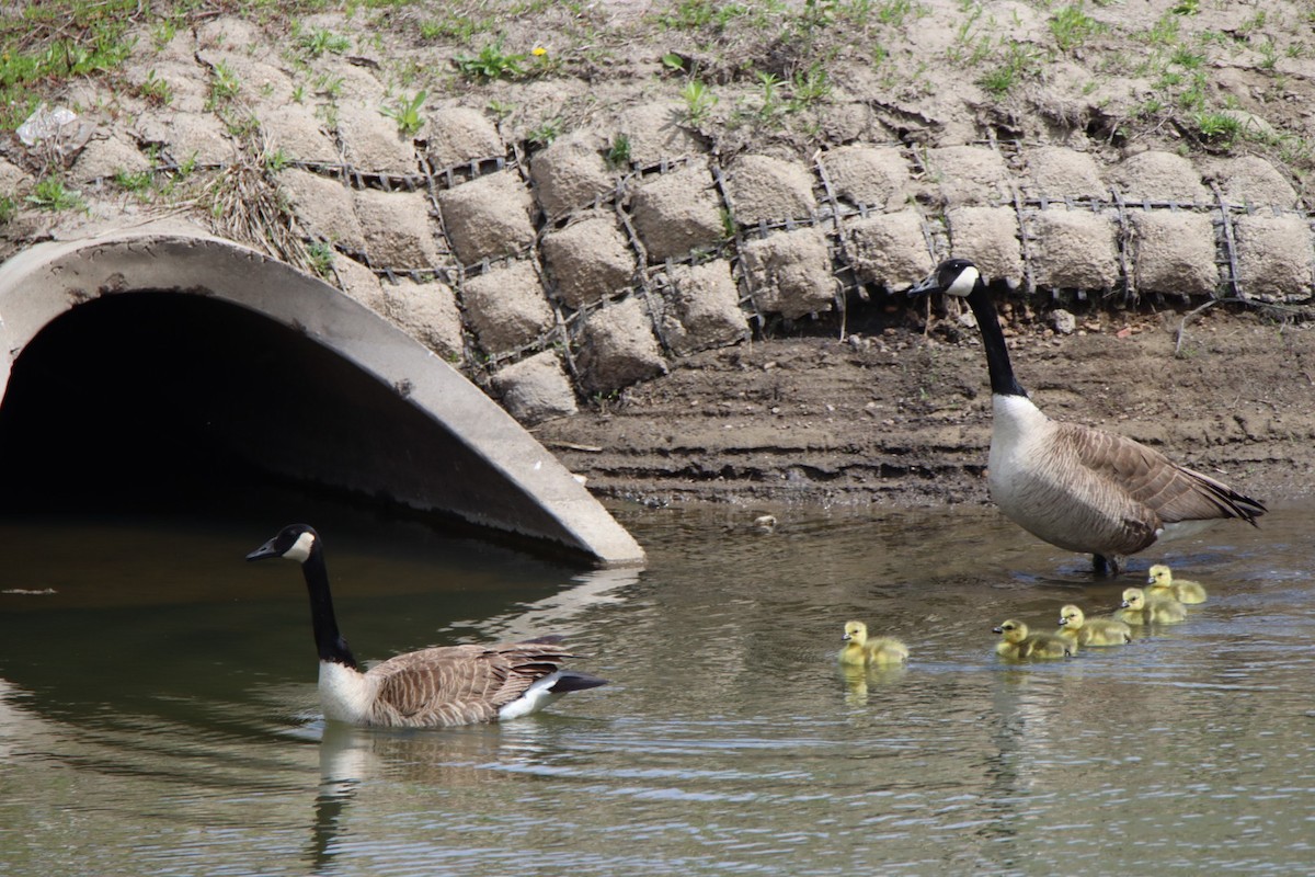 eBird Checklist - 10 May 2023 - River Ridge Oral - 7 species
