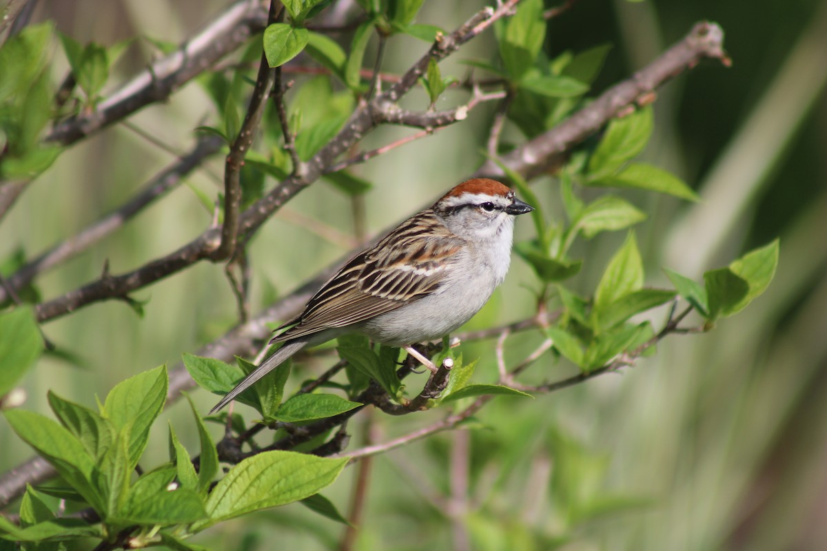 eBird Checklist - 11 May 2023 - Pere Marquette Rail Trail (Midland ...