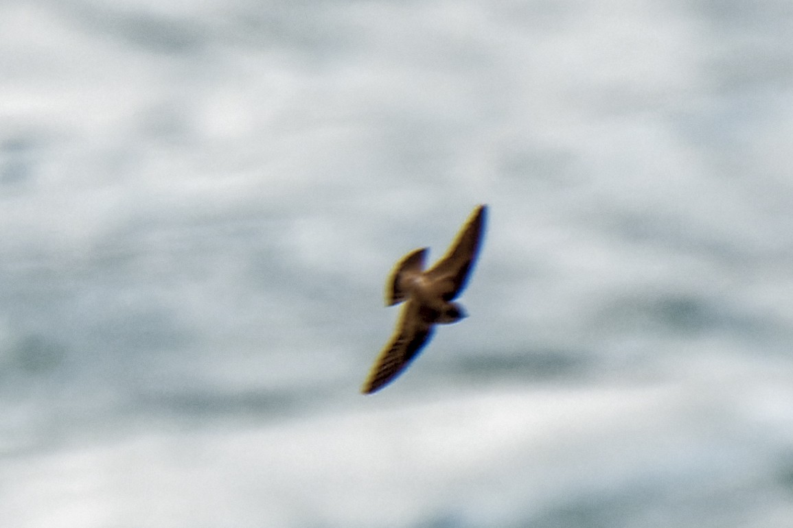 eBird Checklist - 5 May 2023 - Niagara--Below the Falls (ON) - 11 species