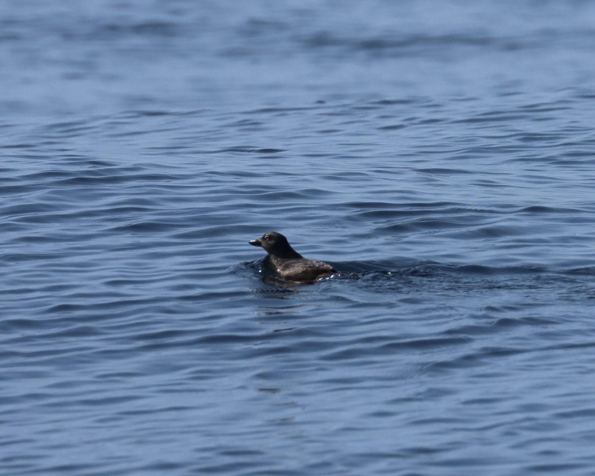 eBird Checklist - 7 May 2023 - 5.7.23 Bodega Pelagic leg 6 - 11 species