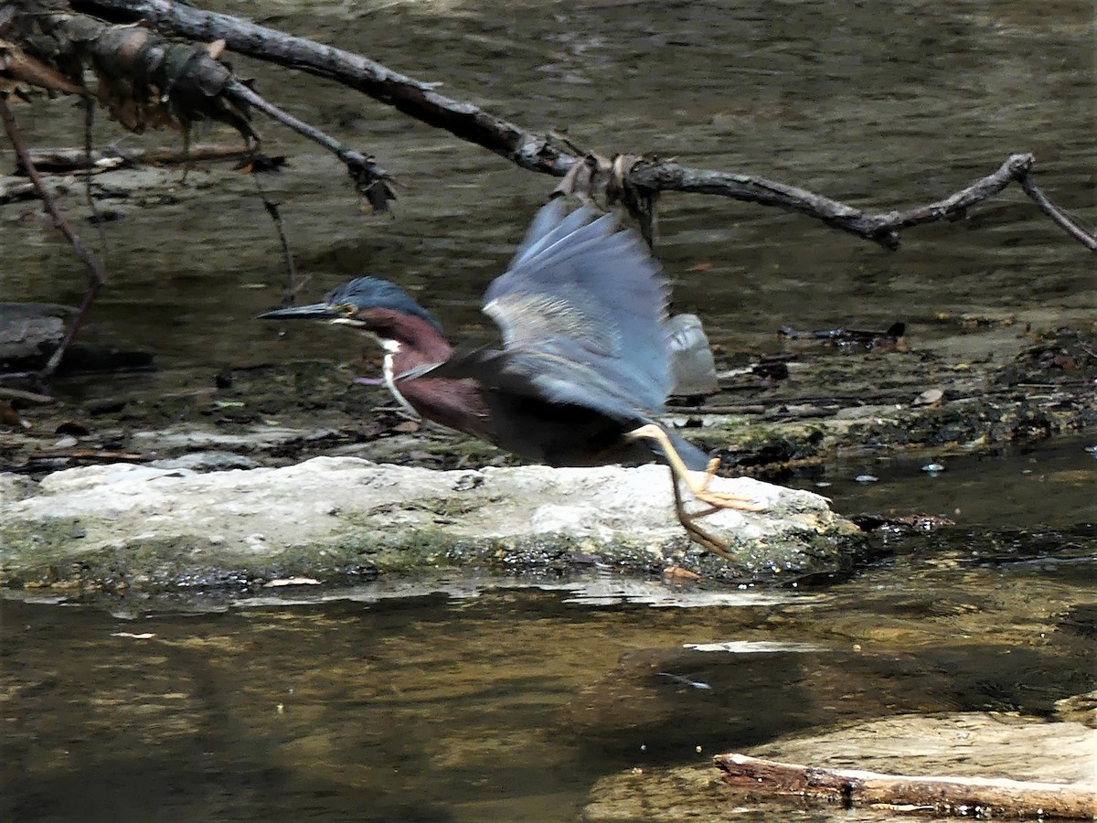 eBird Checklist - 4 May 2023 - Prairie Creek Park (Collin Co. portion ...