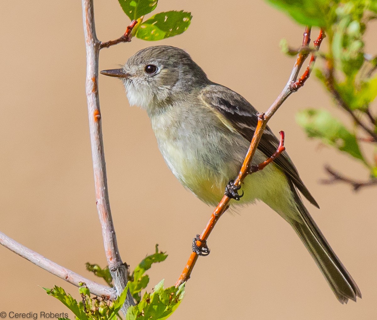 eBird Checklist - 11 May 2023 - Avimor--Spring Valley Creek Trail - 26 ...