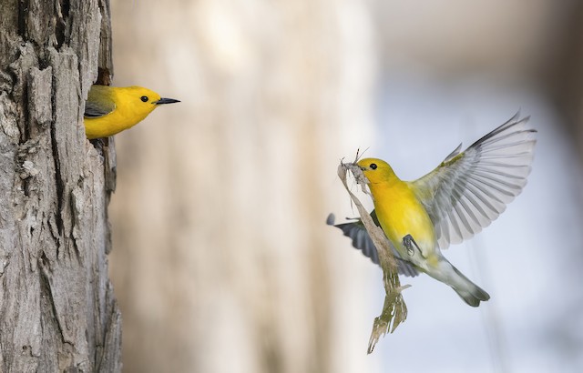 Prothonotary Warbler Nest