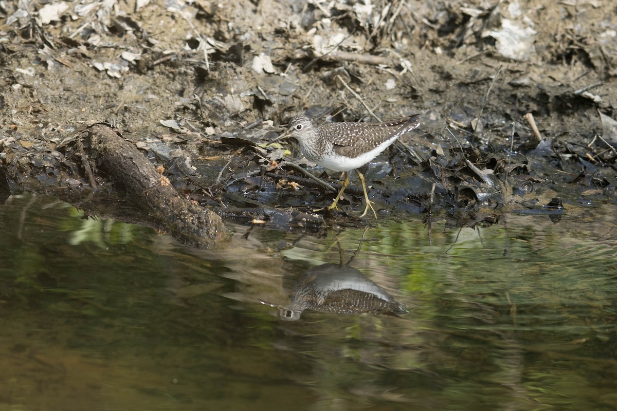 eBird Checklist - 11 May 2023 - Ashland Nature Center and Hawk Watch ...
