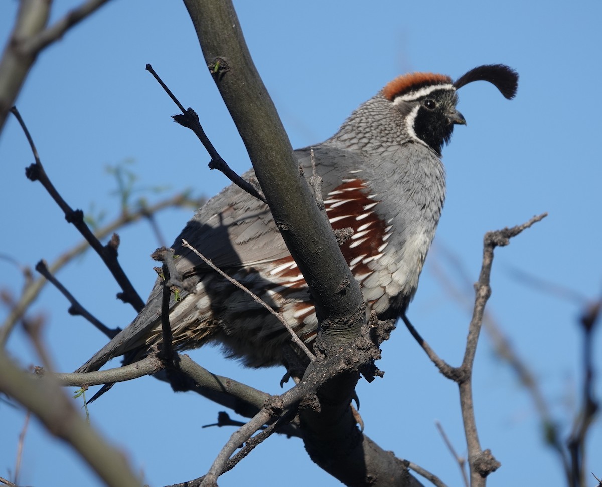 eBird Checklist - 11 May 2023 - Gila Bird Area--River Vista - 31 species