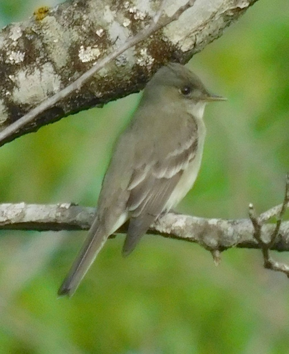eBird Checklist - 11 May 2023 - Kyker Bottoms Refuge - 58 species