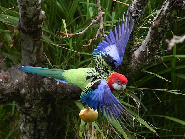 Eastern Rosella Flying