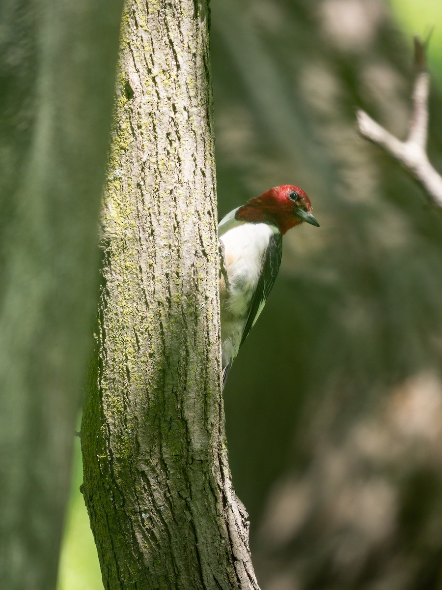 eBird Checklist - 11 May 2023 - LaBagh Woods Forest Preserve - 74 ...