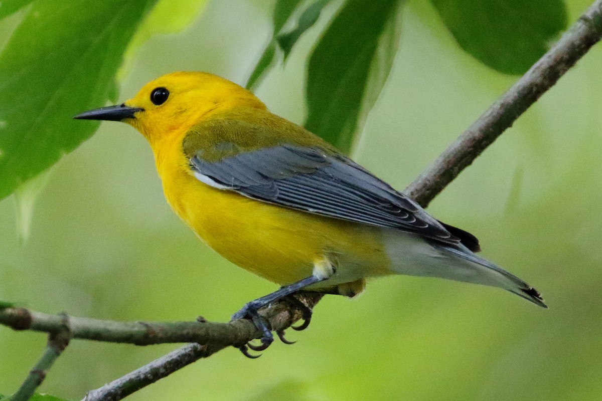 Maryland-DC Breeding Bird Atlas Checklist - 11 May 2023 - Susquehanna ...