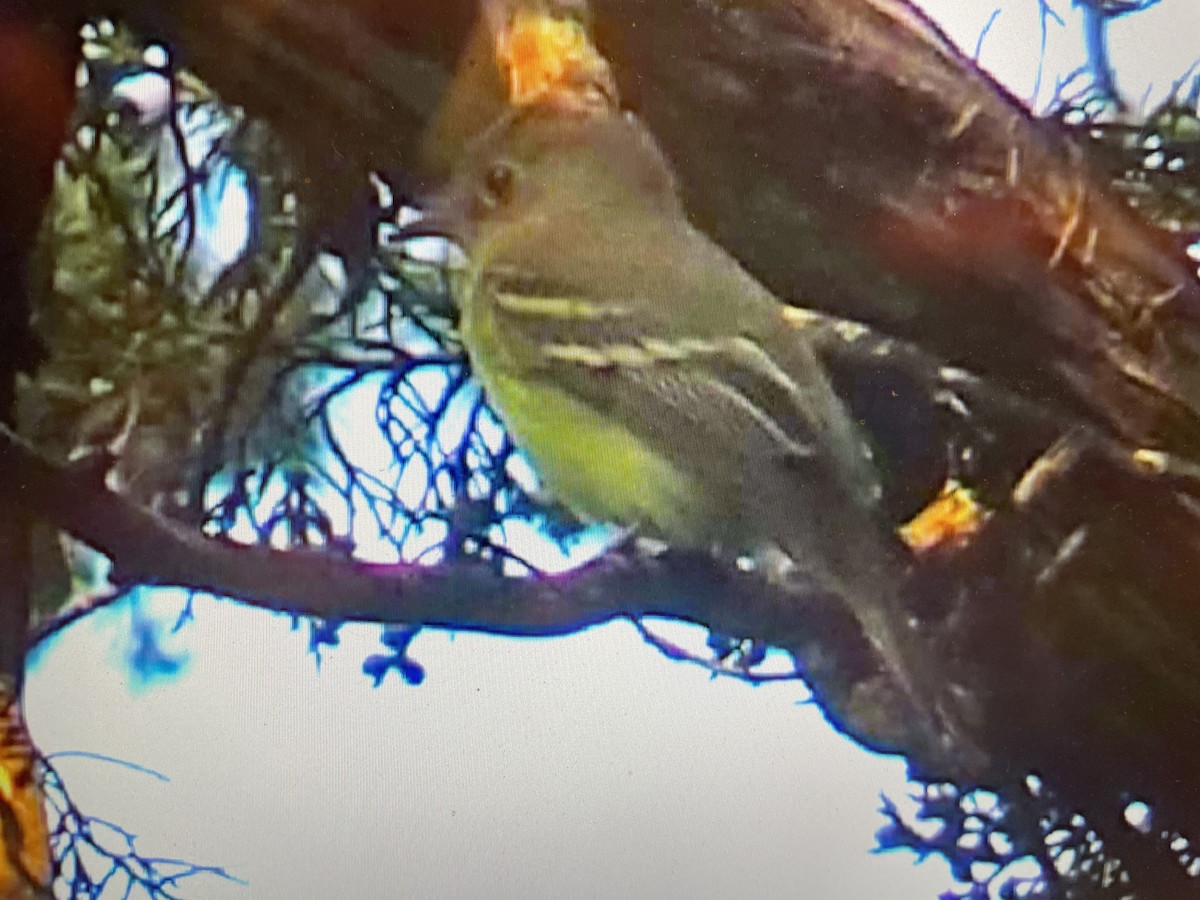 eBird Checklist - 11 May 2023 - Prather/Davis Park/Hackberry Creek area ...