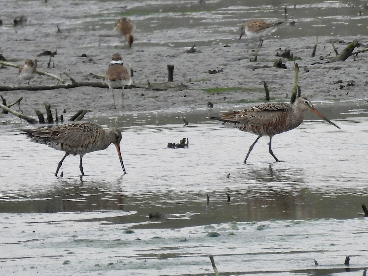 eBird Checklist - 11 May 2023 - Spalding - 32 species
