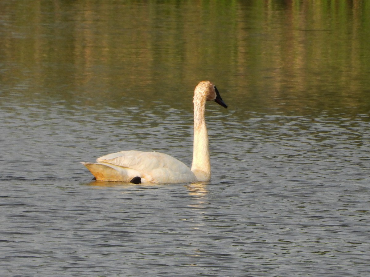 eBird Checklist - 11 May 2023 - FermiLab (DuPage Co.) - 39 species (+1 ...