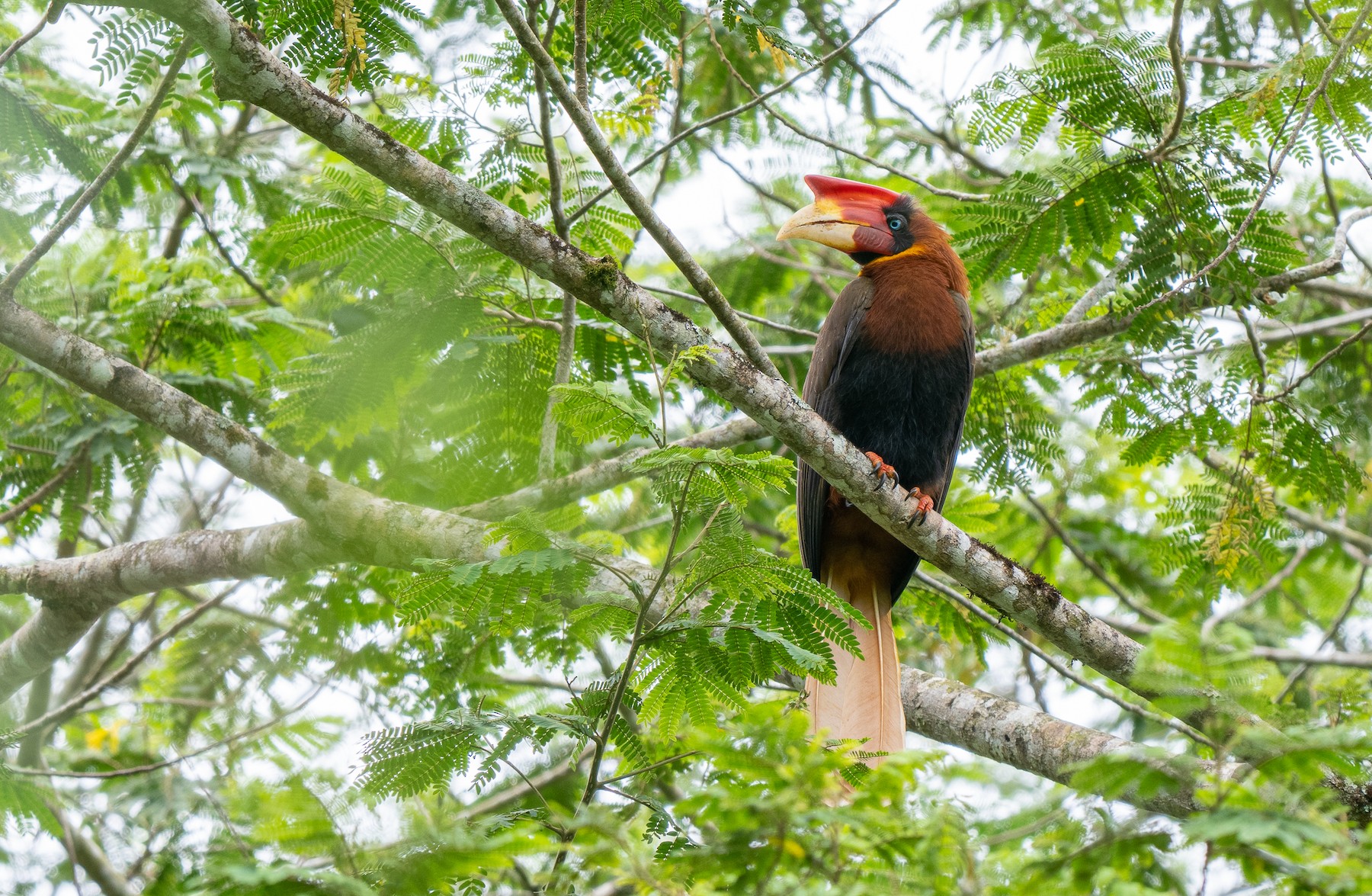 Rufous Hornbill (Southern) - eBird