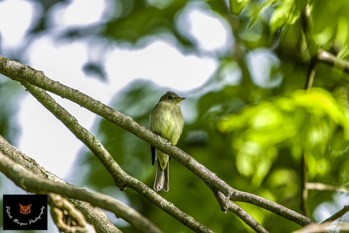 eBird Checklist - 11 May 2023 - Sharon Woods Park (Hamilton Co.) - 30 ...