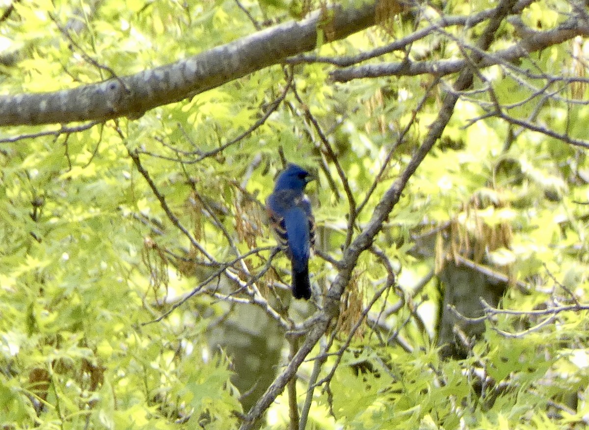 eBird Checklist - 11 May 2023 - Calverton VOR (CCC), field - 19 species