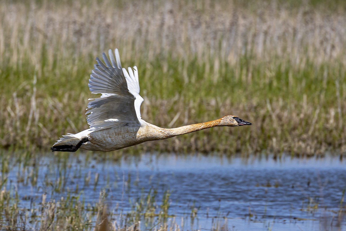 eBird Checklist - 11 May 2023 - Ottawa NWR--Wildlife Drive (Ottawa Co ...