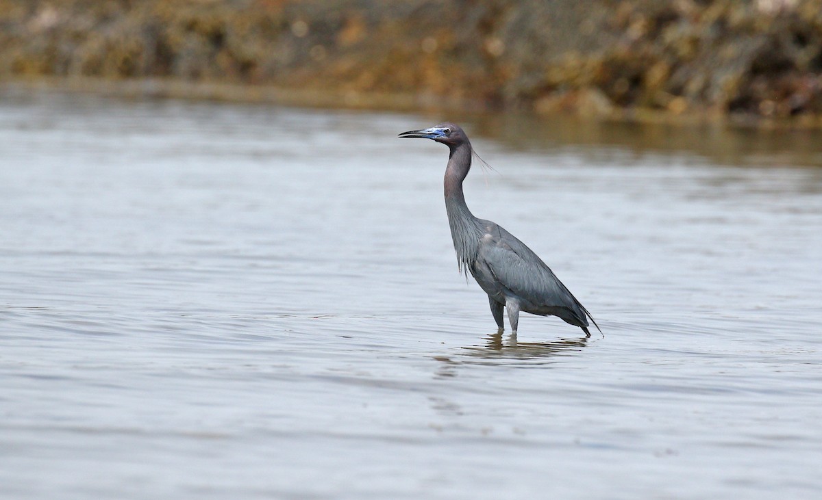 eBird Checklist - 11 May 2023 - Rocky Neck, Gloucester - 18 species
