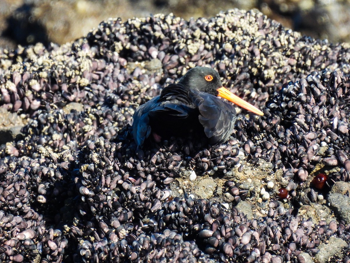 eBird Checklist - 30 Apr 2023 - Forrest Caves Reserve - 4 species