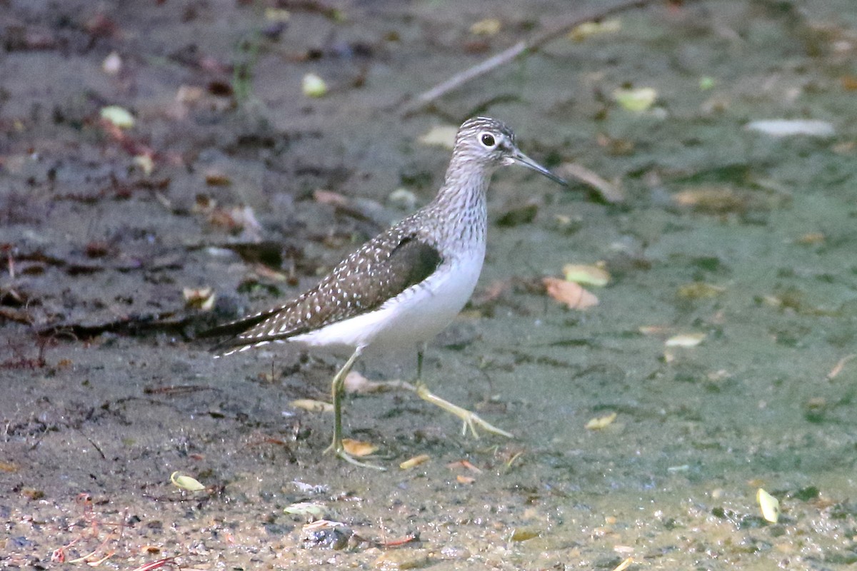 Maryland-DC Breeding Bird Atlas Checklist - 12 May 2023 - Gunpowder ...