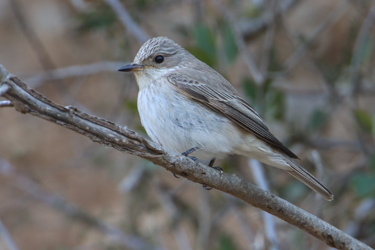 Spotted Flycatcher Mediterranean Ebird