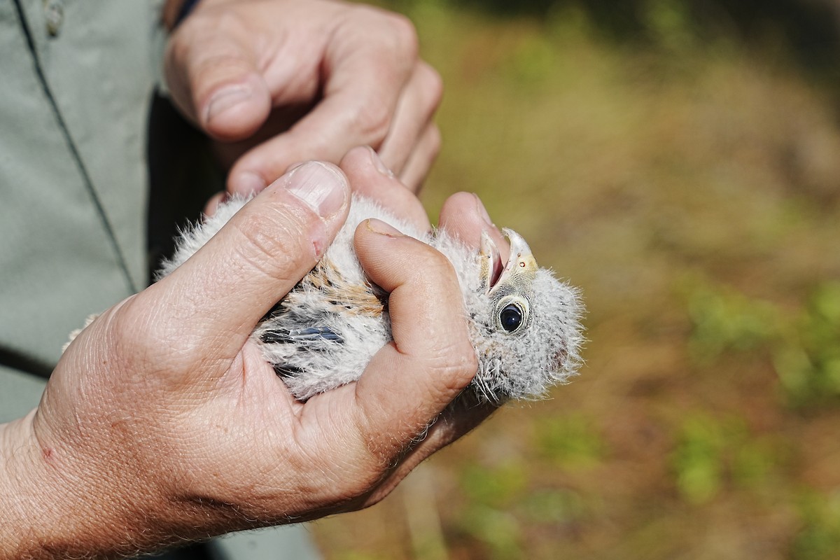 eBird Checklist - 12 May 2023 - Ocala National Forest, Fort McCoy US-FL ...