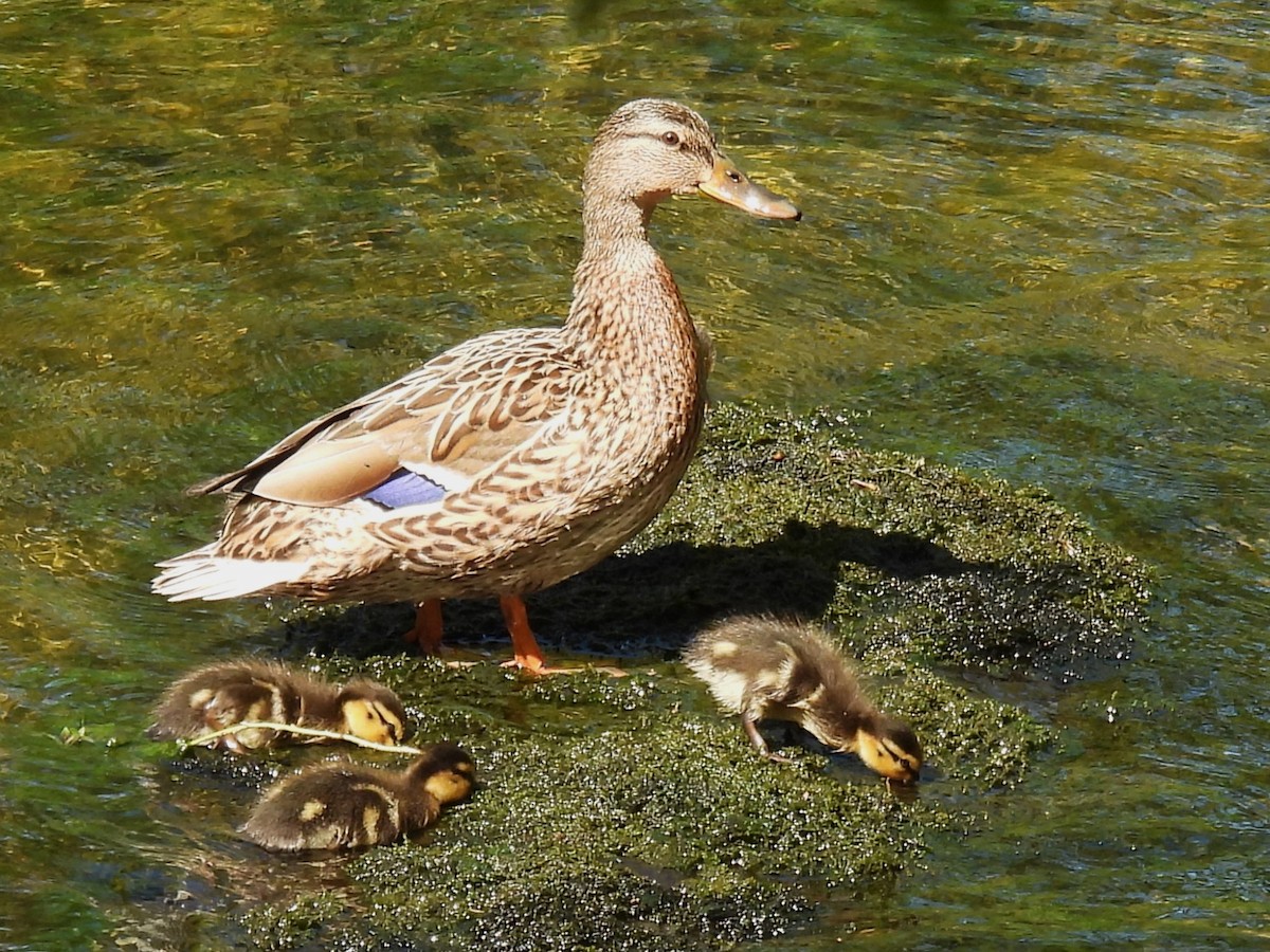 eBird Checklist - 12 May 2023 - River Lune, Sedbergh GB-England 54. ...