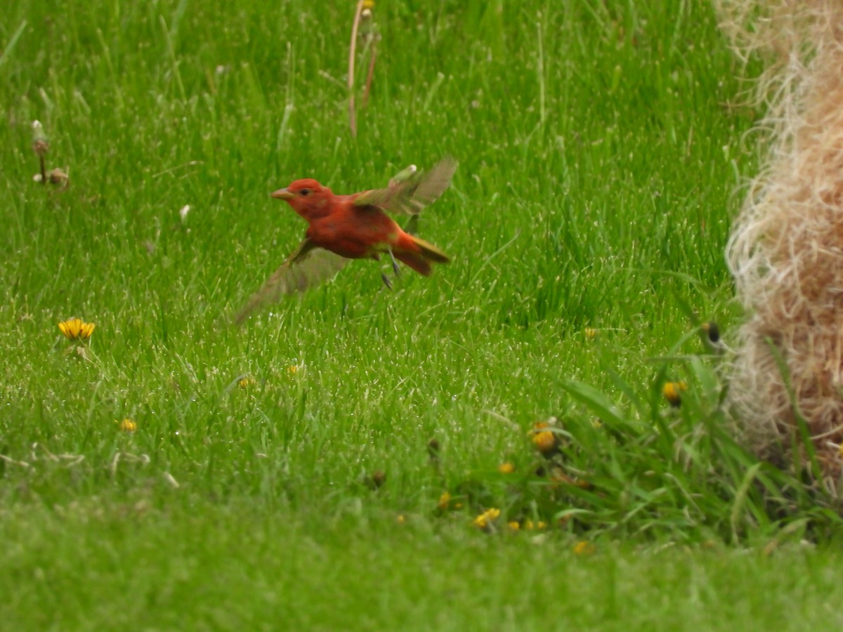 eBird Checklist - 12 May 2023 - Warnimont County Park--Archery Range ...
