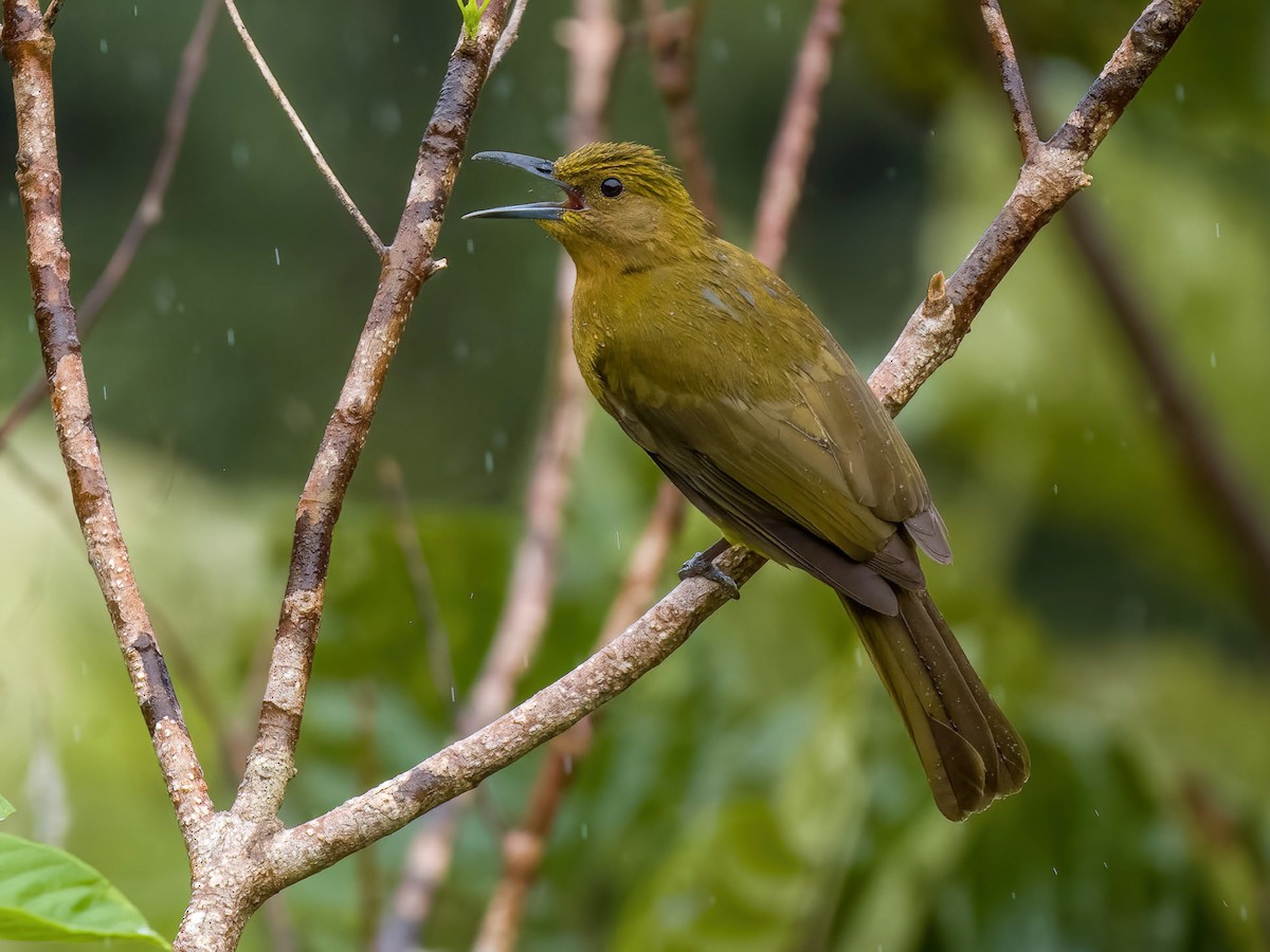 Yellowish Bulbul - Hypsipetes everetti - Birds of the World