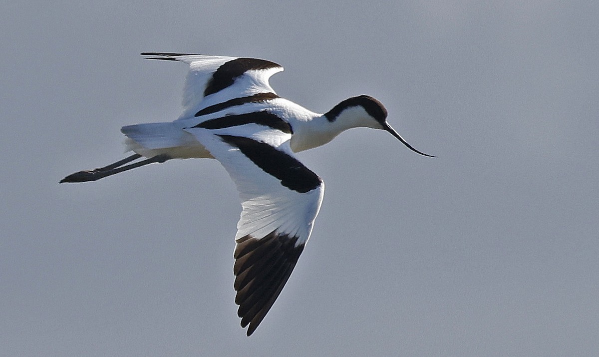 eBird Checklist - 10 May 2023 - WWT Steart Marshes Wetland Centre - 39 ...