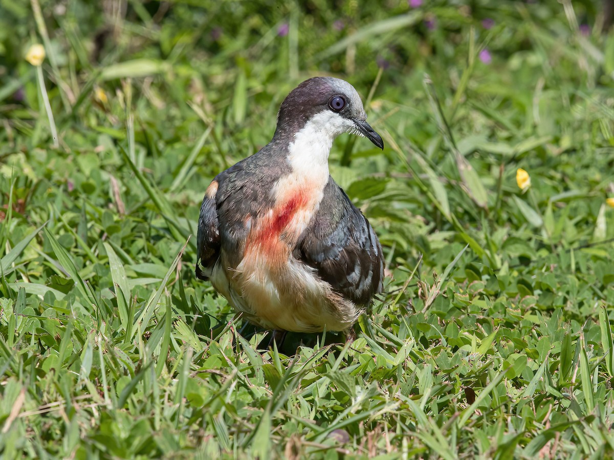Luzon Bleeding-heart - Gallicolumba luzonica - Birds of the World