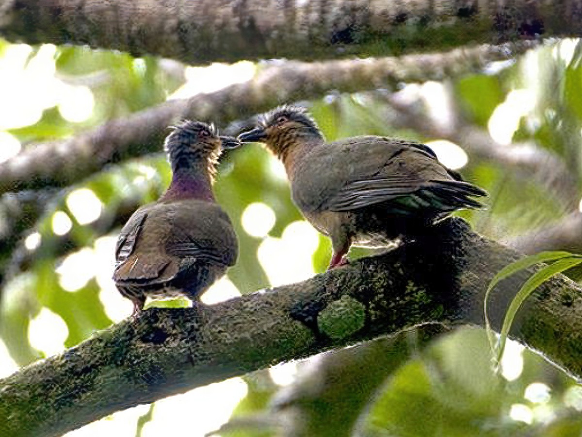 Tawitawi Brown-Dove - Phapitreron cinereiceps - Birds of the World