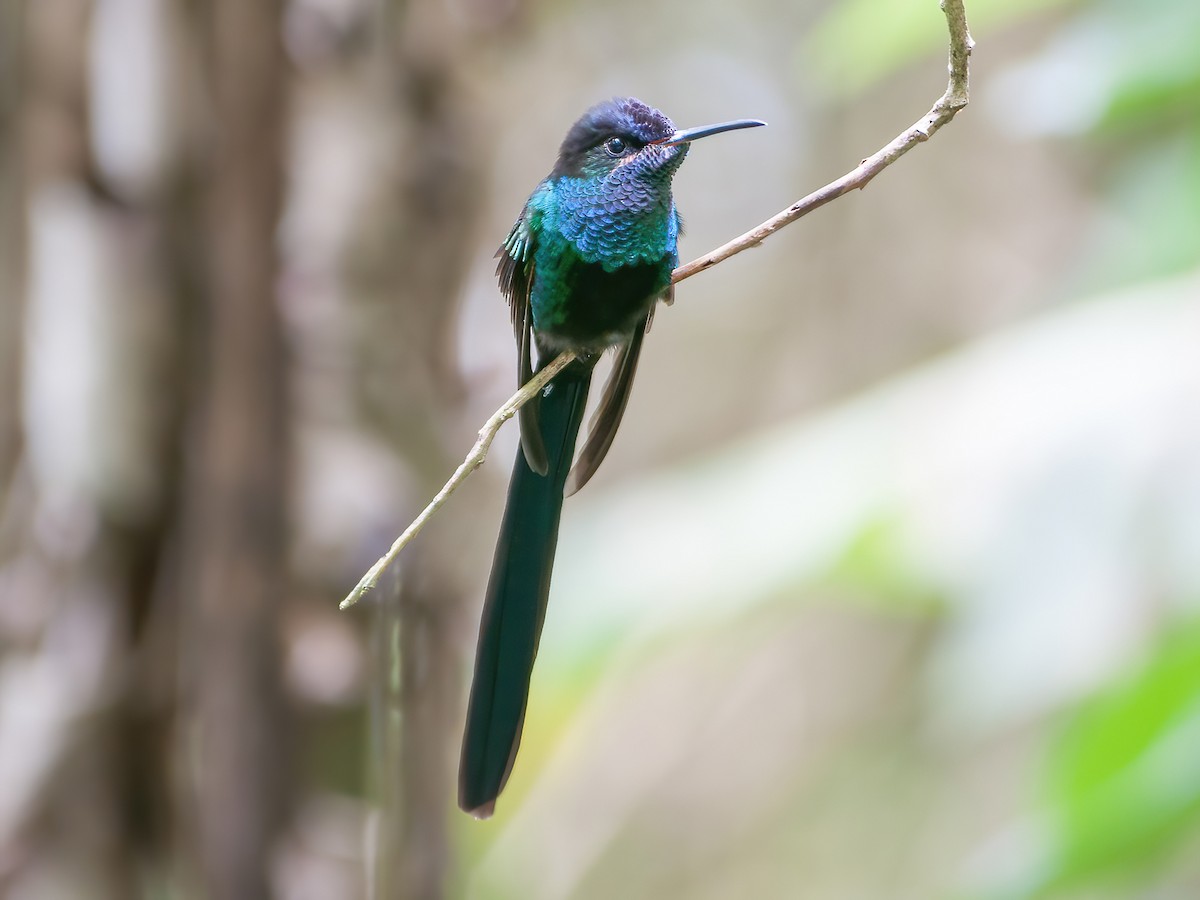 Scissor-tailed Hummingbird - Hylonympha macrocerca - Birds of the World