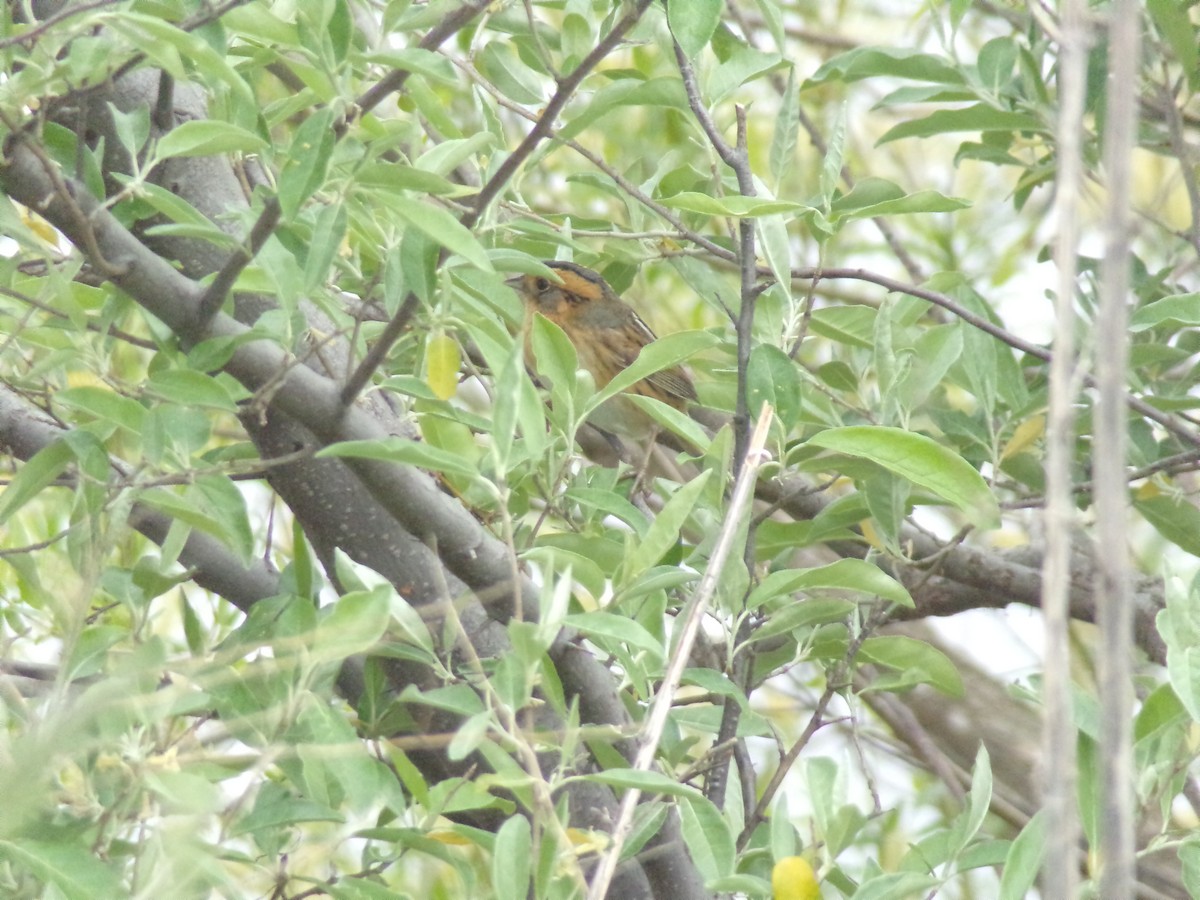 ML570822301 - Nelson's Sparrow - Macaulay Library