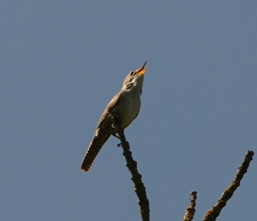 eBird Checklist - 12 May 2023 - Babel Slough - 61 species