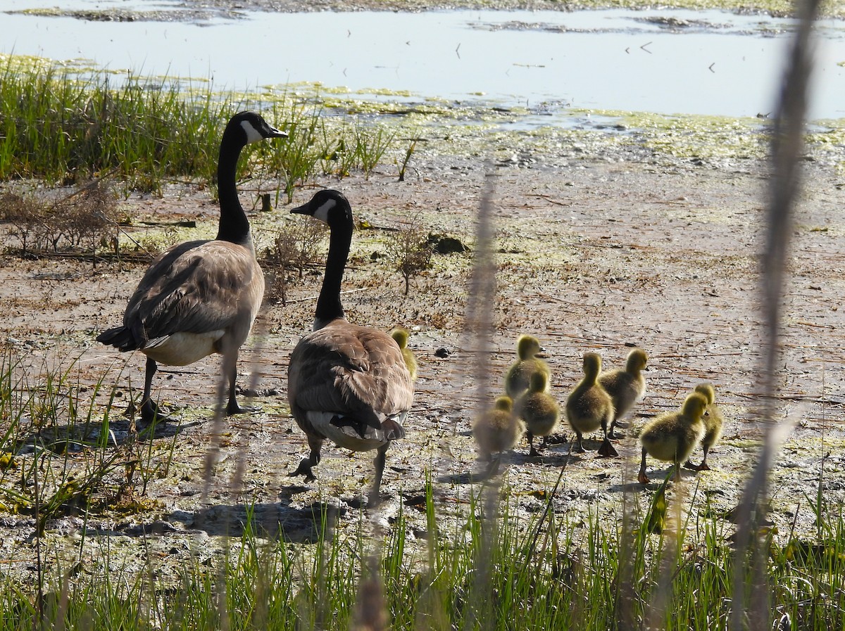 New York Breeding Bird Atlas Checklist - 12 May 2023 - Lido Beach ...