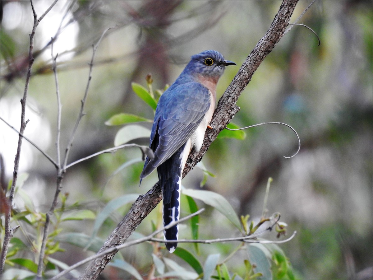 eBird Checklist - 12 May 2023 - Toohey Forest Conservation Park - 16 ...