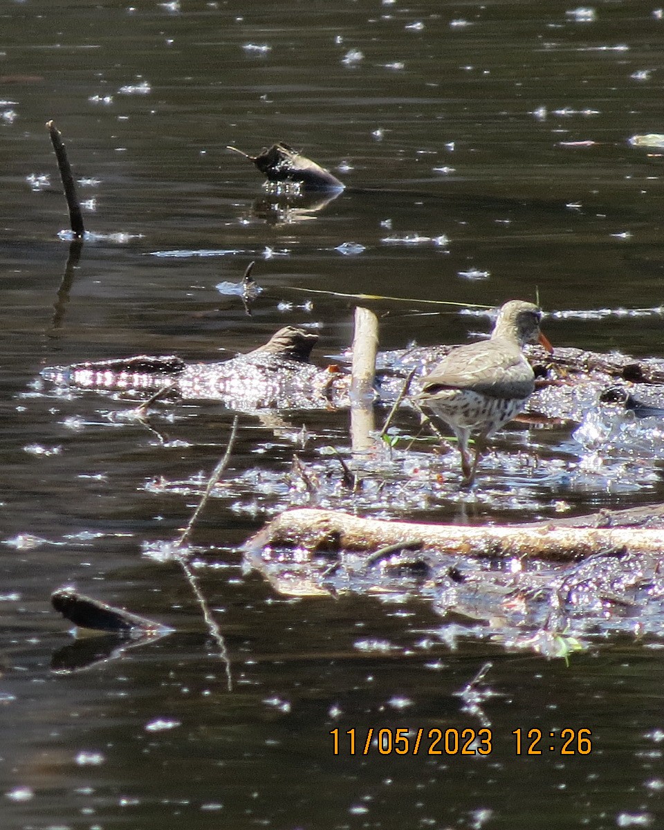 eBird Checklist - 11 May 2023 - Brokenstraw SF - 40 species