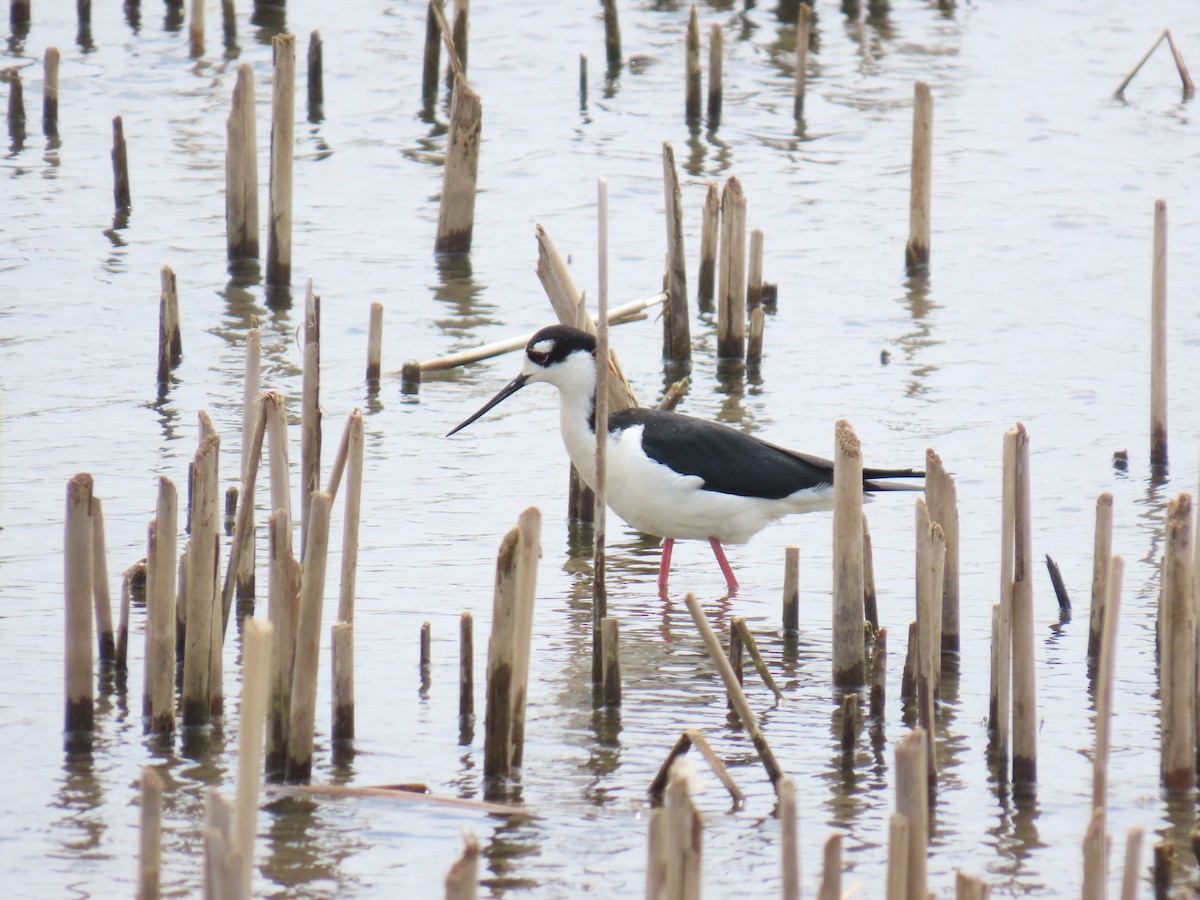 eBird Checklist - 6 May 2023 - Howard Marsh Metropark - 34 species
