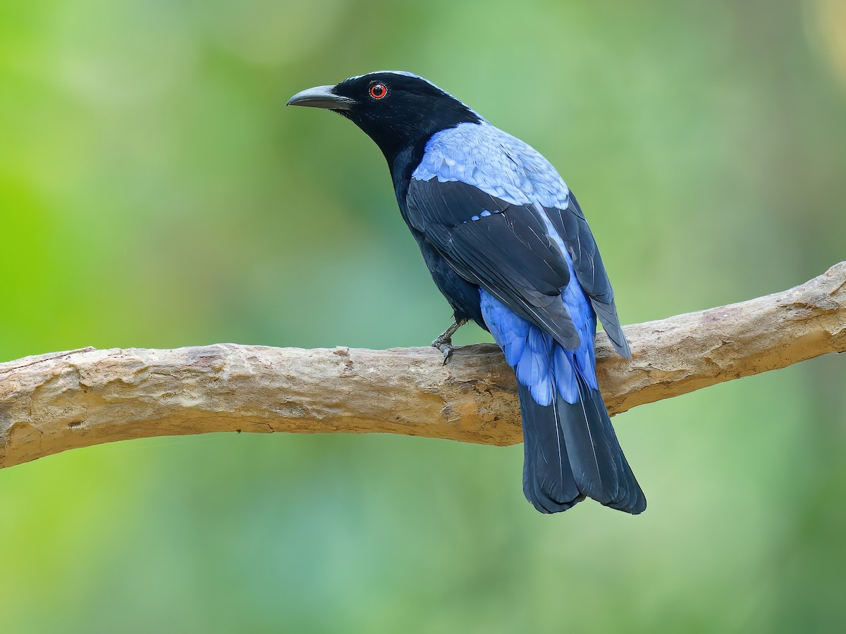 Asian Fairy-bluebird - Irena puella - Birds of the World